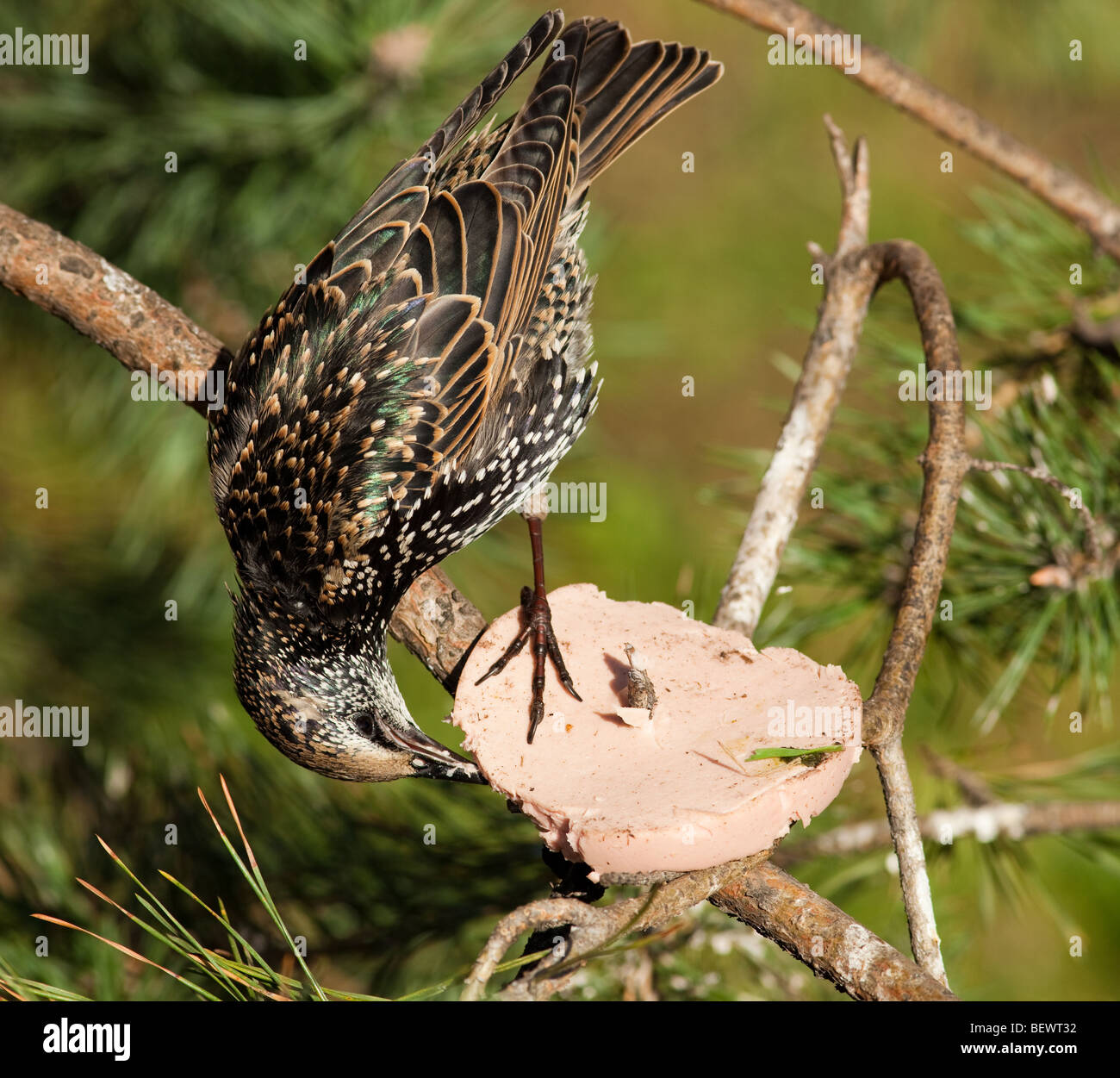 Starling not flying hi-res stock photography and images - Alamy