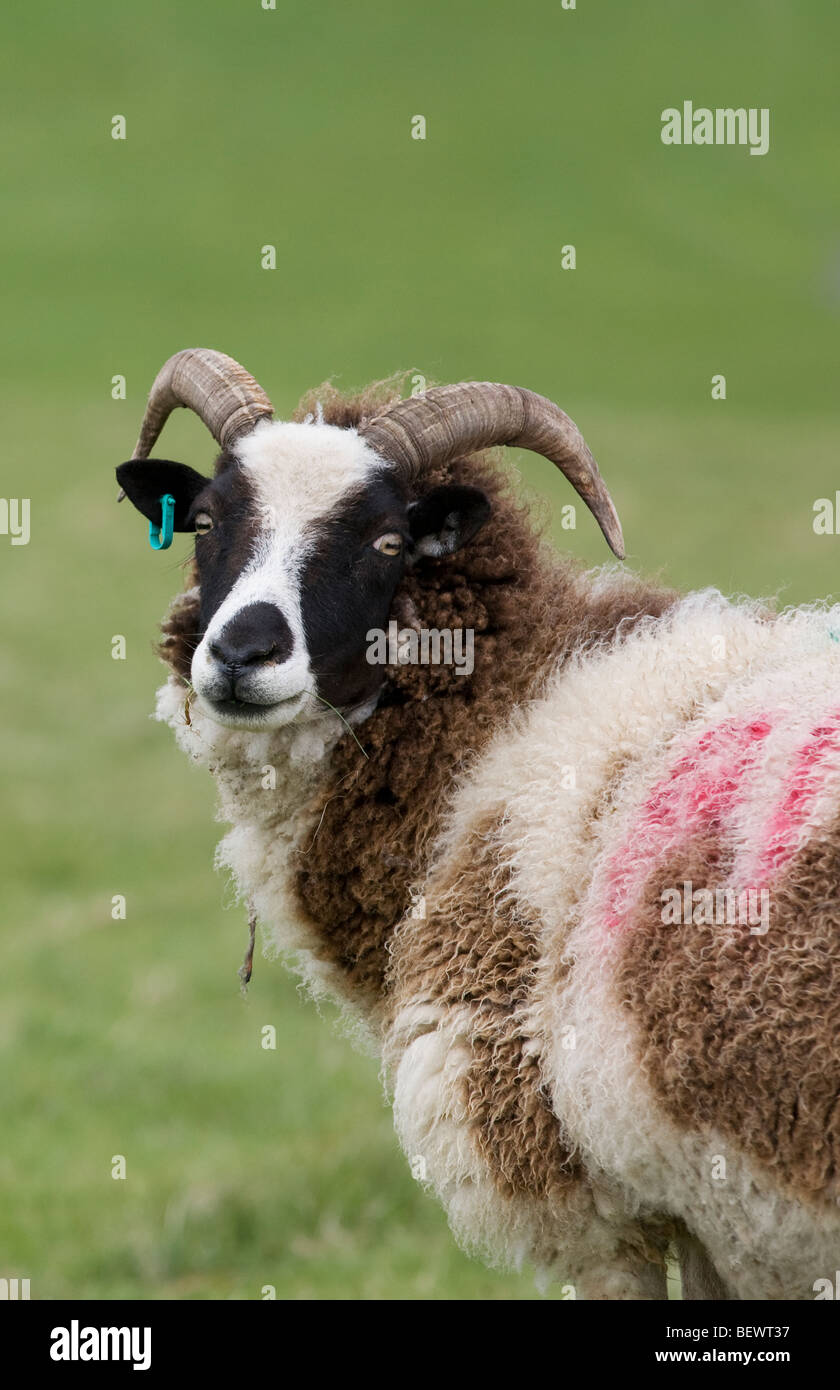 Jacobs sheep looking round at camera Stock Photo - Alamy