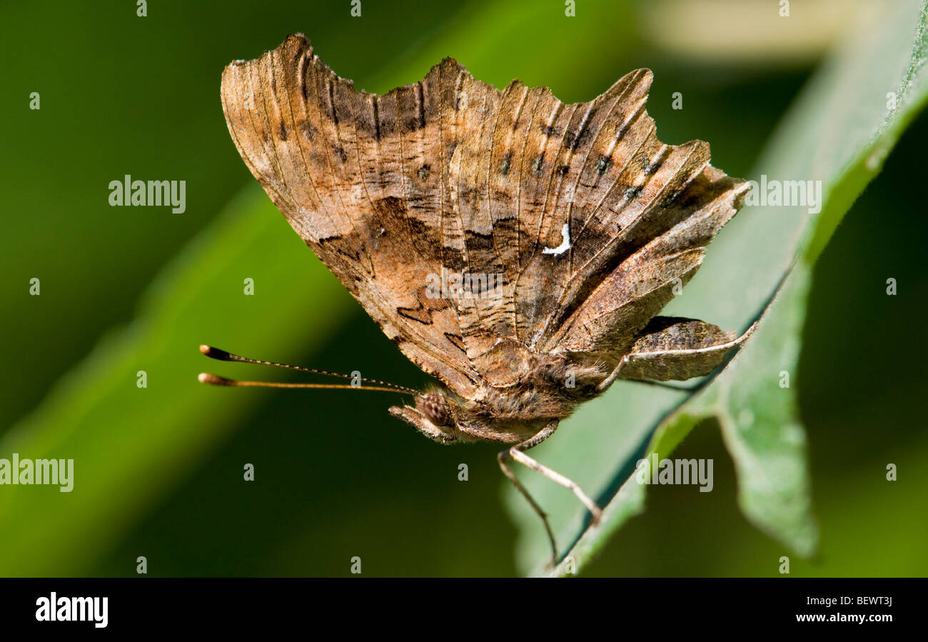 Underwing of comma butterfly hi-res stock photography and images - Alamy