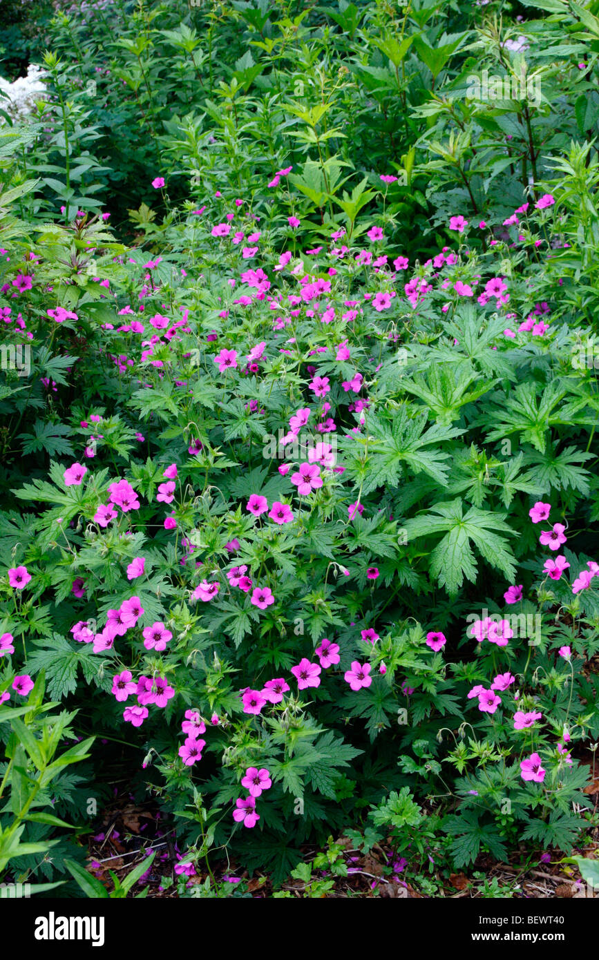 Geranium 'Patricia' AGM Stock Photo - Alamy