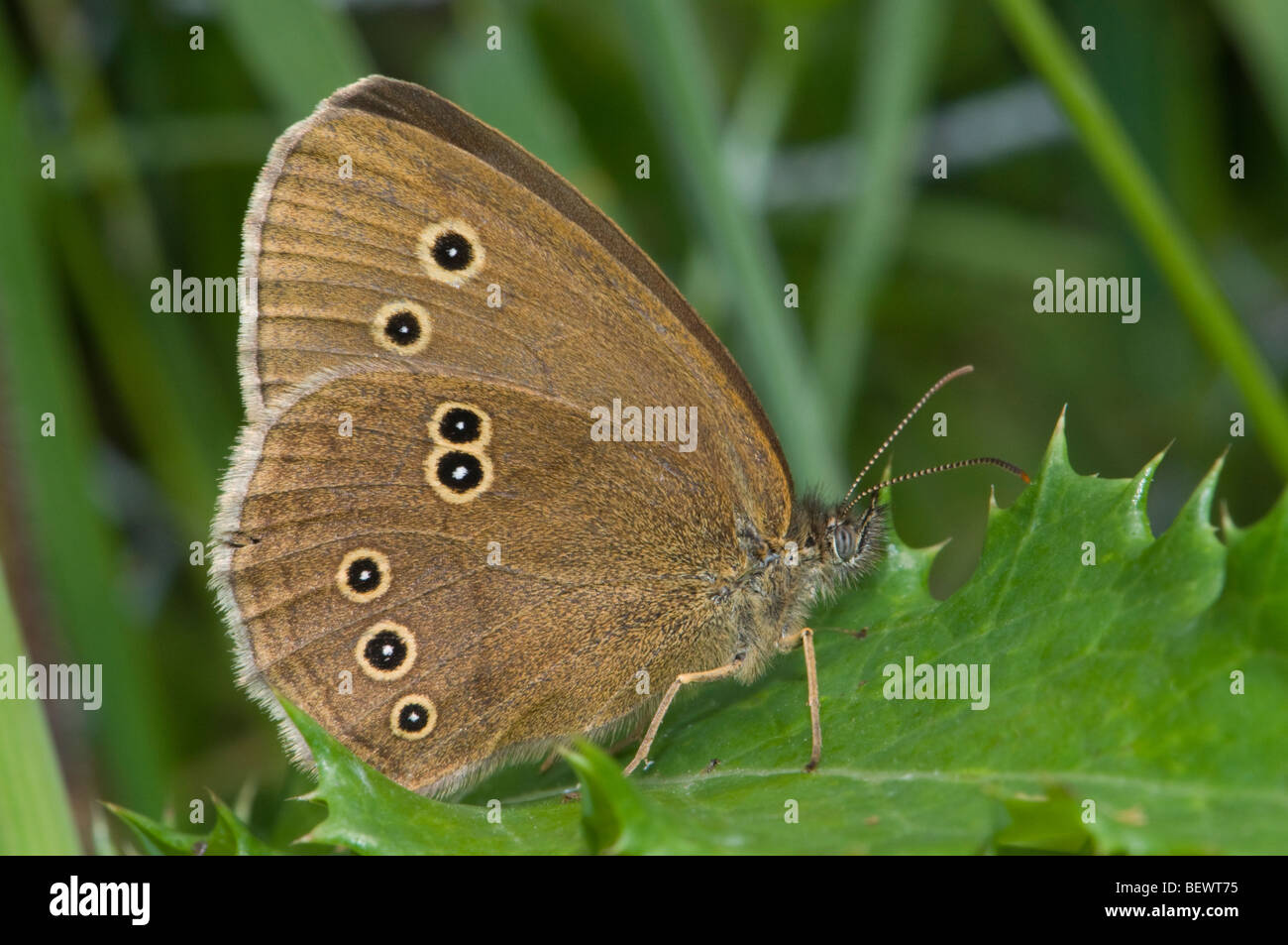 Ringlet Butterfly (Aphantopus hyperantus) underwing. Kent, UK, July ...