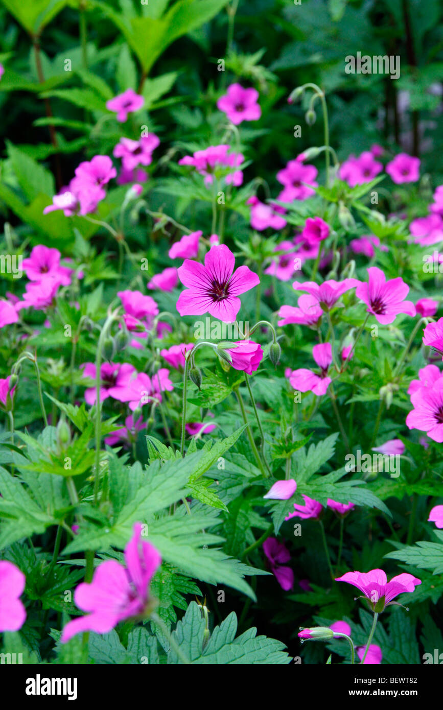 Geranium 'Patricia' AGM Stock Photo - Alamy