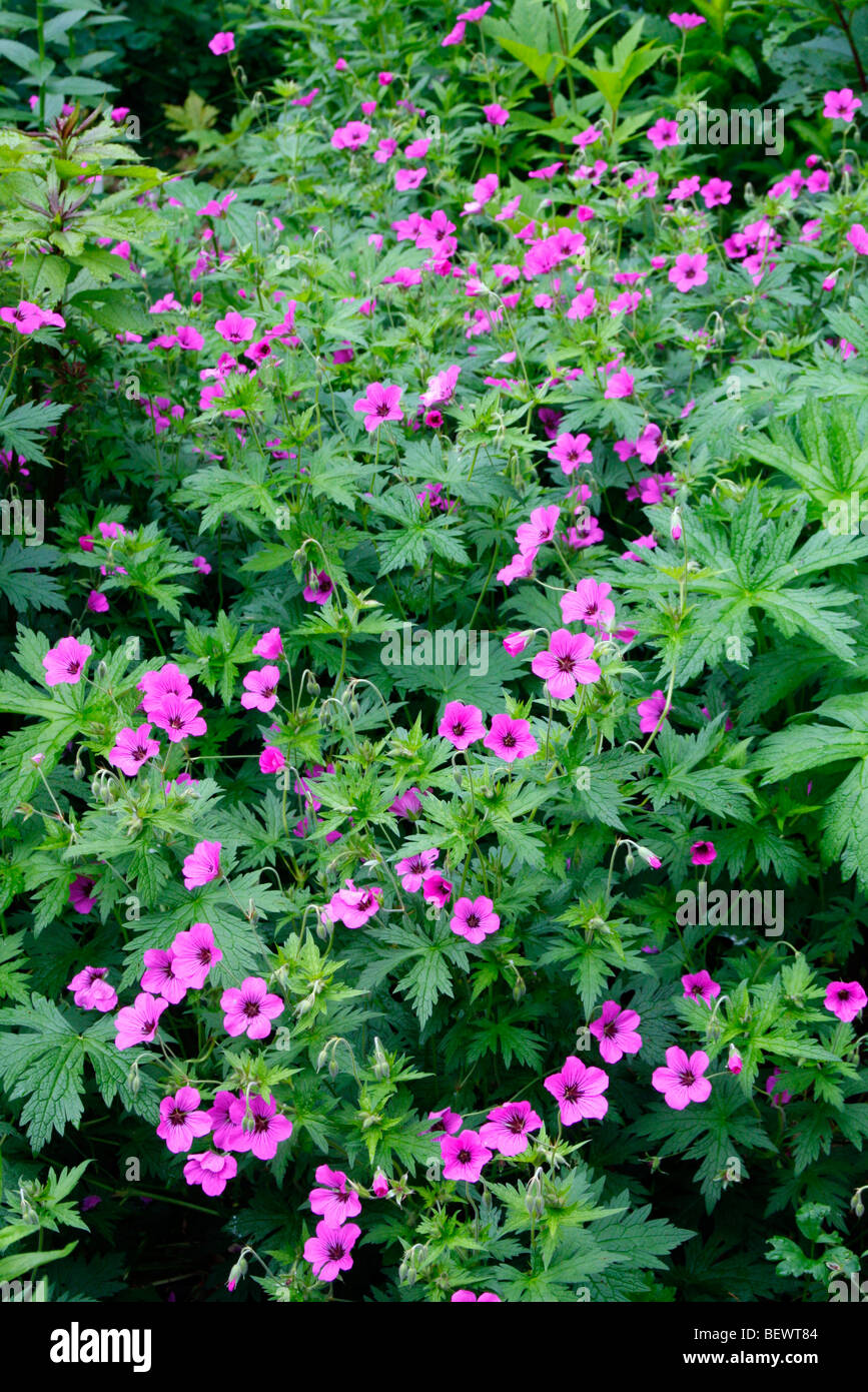 Patricia geranium hi-res stock photography and images - Alamy