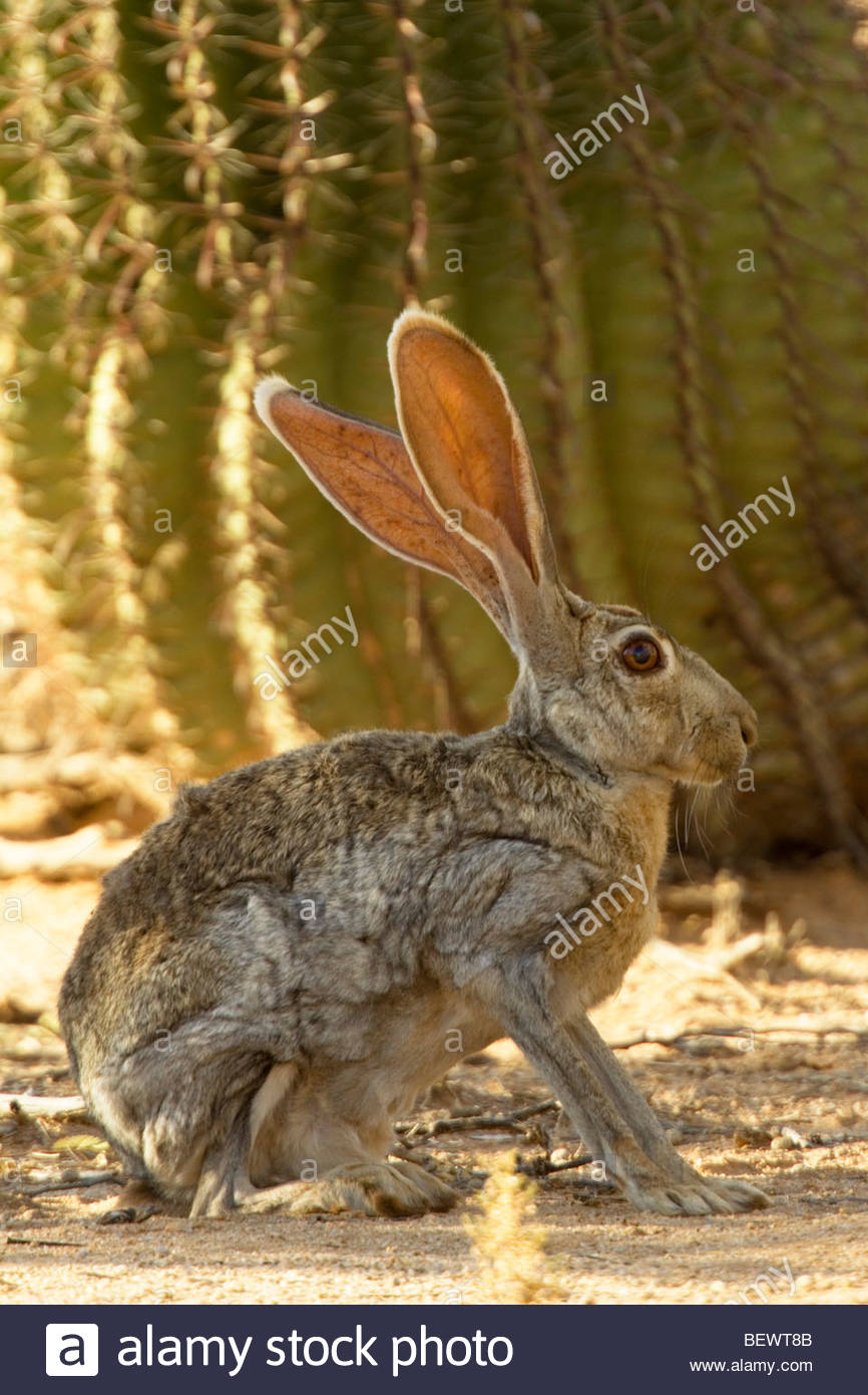Antelope Jackrabbits High Resolution Stock Photography and Images - Alamy