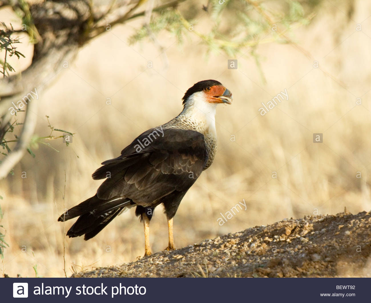 Mexican Eagle High Resolution Stock Photography and Images - Alamy