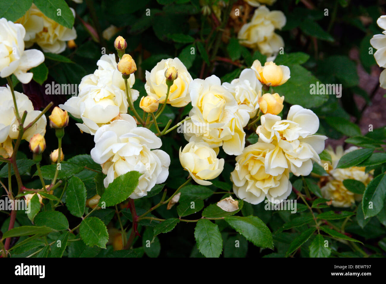 Hybrid musk rose flower fragrant hi-res stock photography and images ...