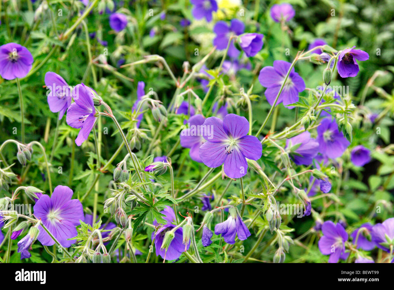 Geranium brookside blue cranesbill hi-res stock photography and images ...