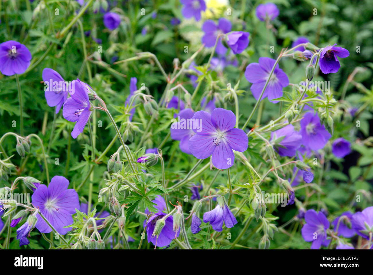 Geranium brookside blue cranesbill hi-res stock photography and images ...