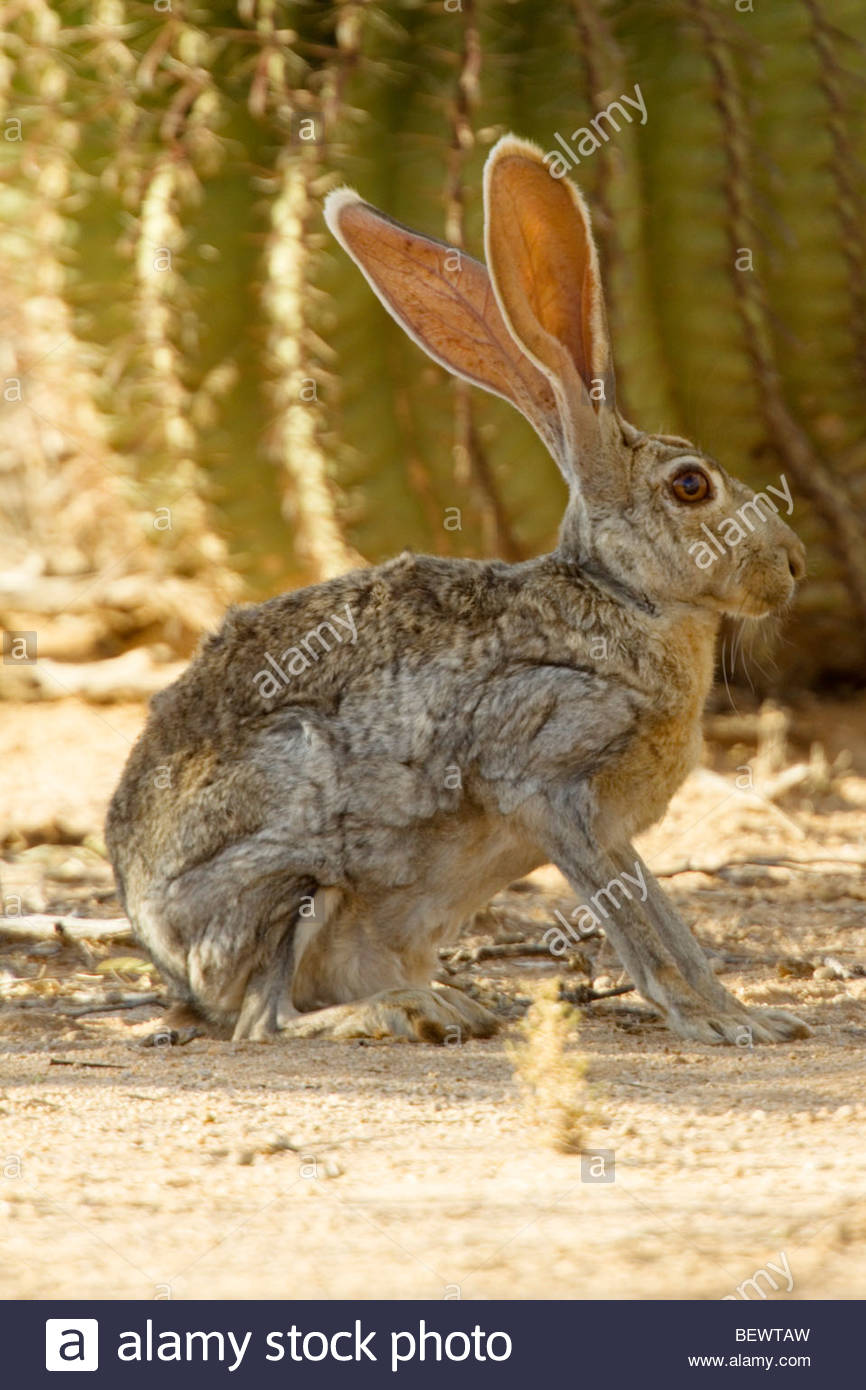 Antelope Jackrabbits High Resolution Stock Photography and Images - Alamy