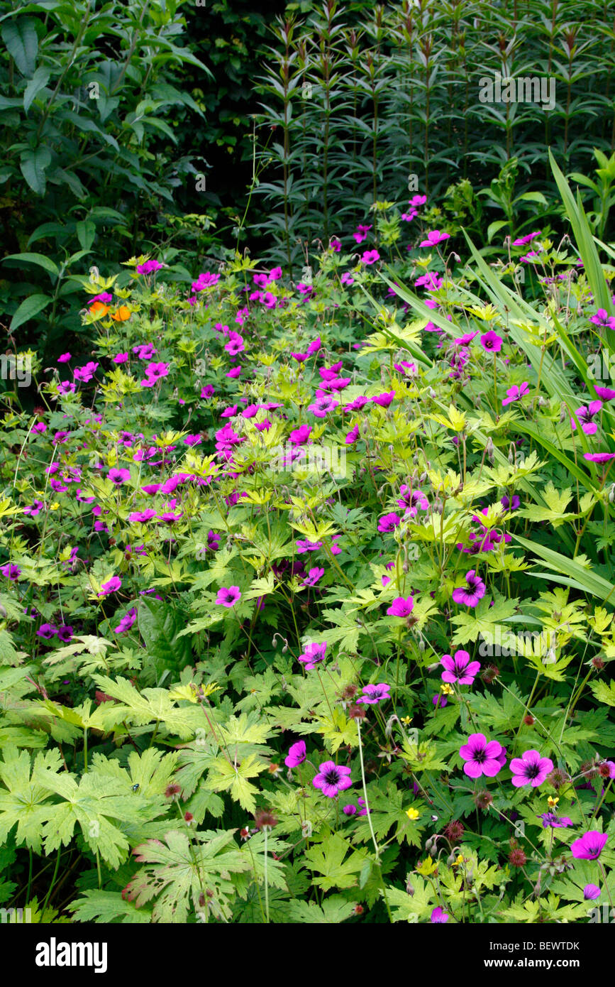 Geranium ann folkard hi-res stock photography and images - Alamy