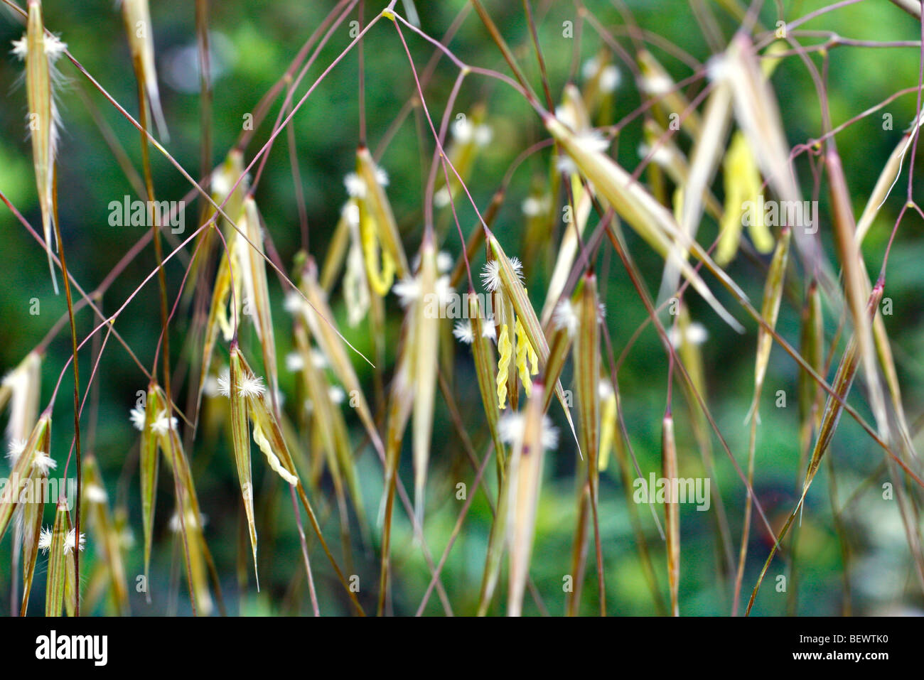Stipa gigantea hi-res stock photography and images - Alamy