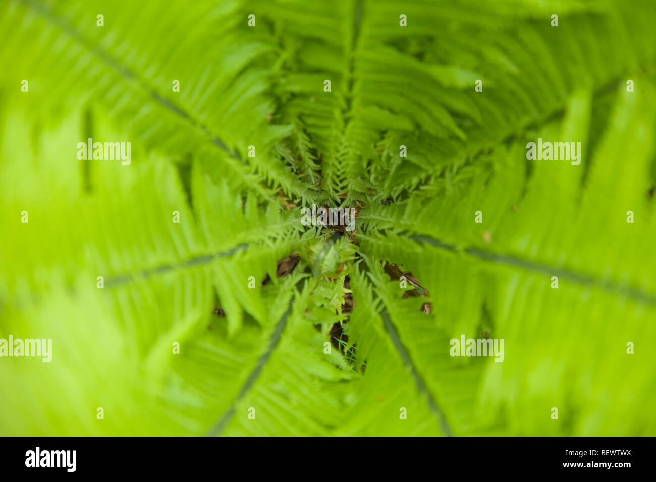 Shuttlecock fern hi-res stock photography and images - Alamy