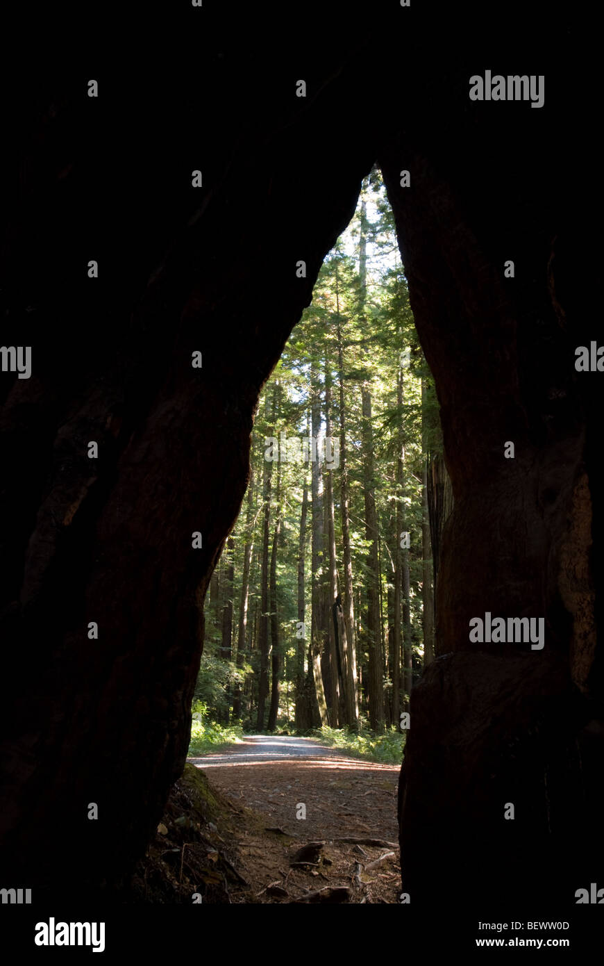 Tree hollow hi-res stock photography and images - Alamy