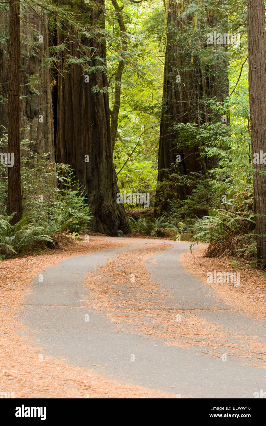 The road in Humboldt Redwoods State Park leading to the Rockefeller ...