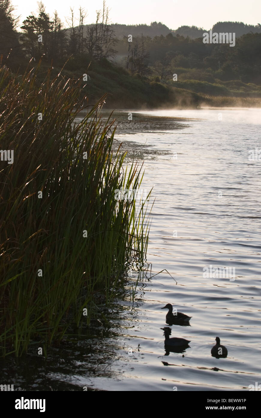 Cleone hi-res stock photography and images - Alamy