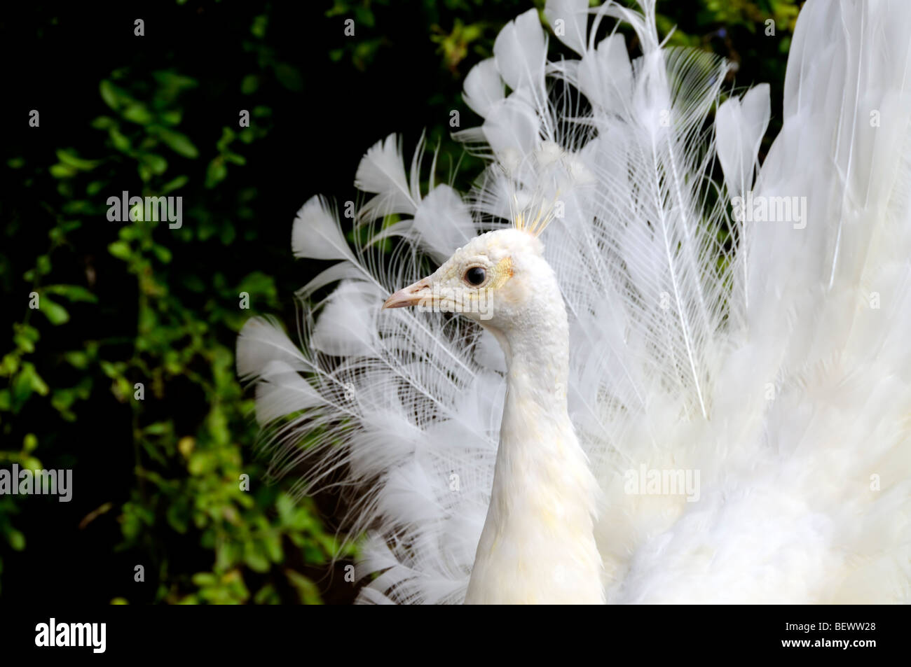 Peacock ornithology bird hi-res stock photography and images - Alamy