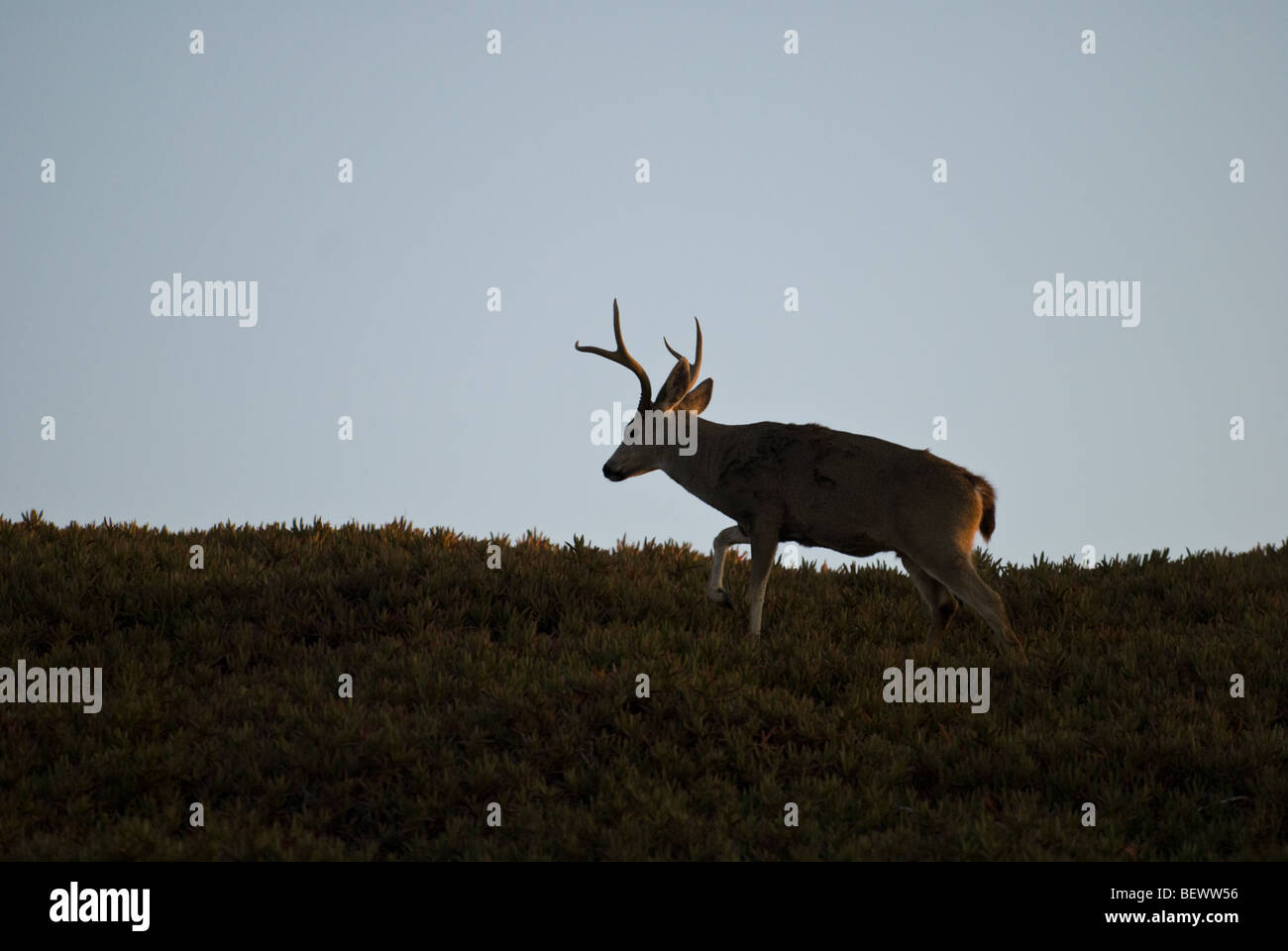 A deer buck in Point Reyes National Seashore, California Stock Photo ...