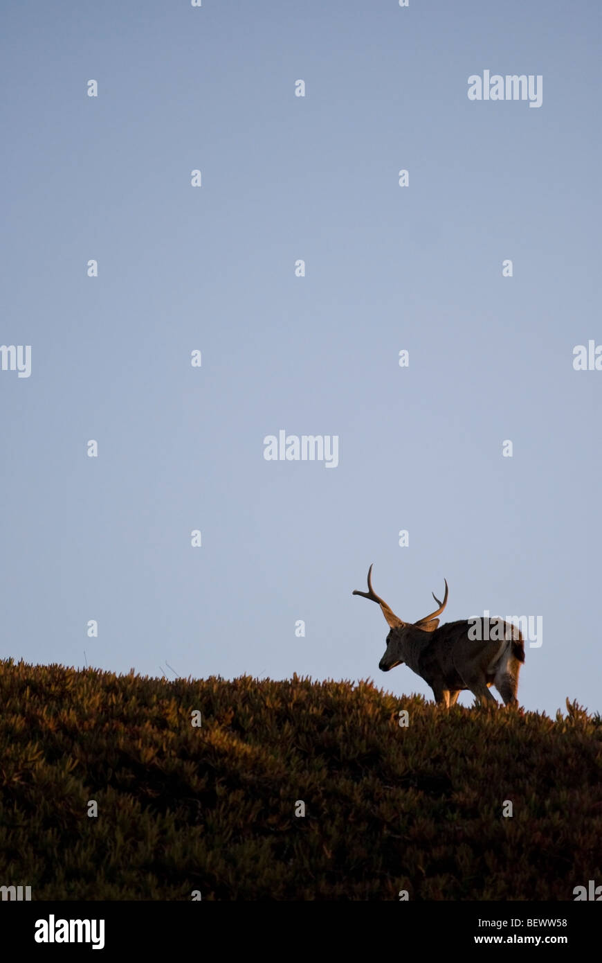 A deer buck in Point Reyes National Seashore, California Stock Photo ...