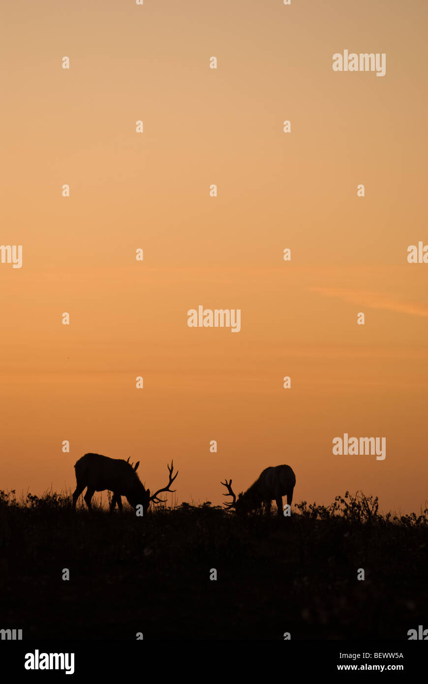 Bull elk sunset hi-res stock photography and images - Alamy