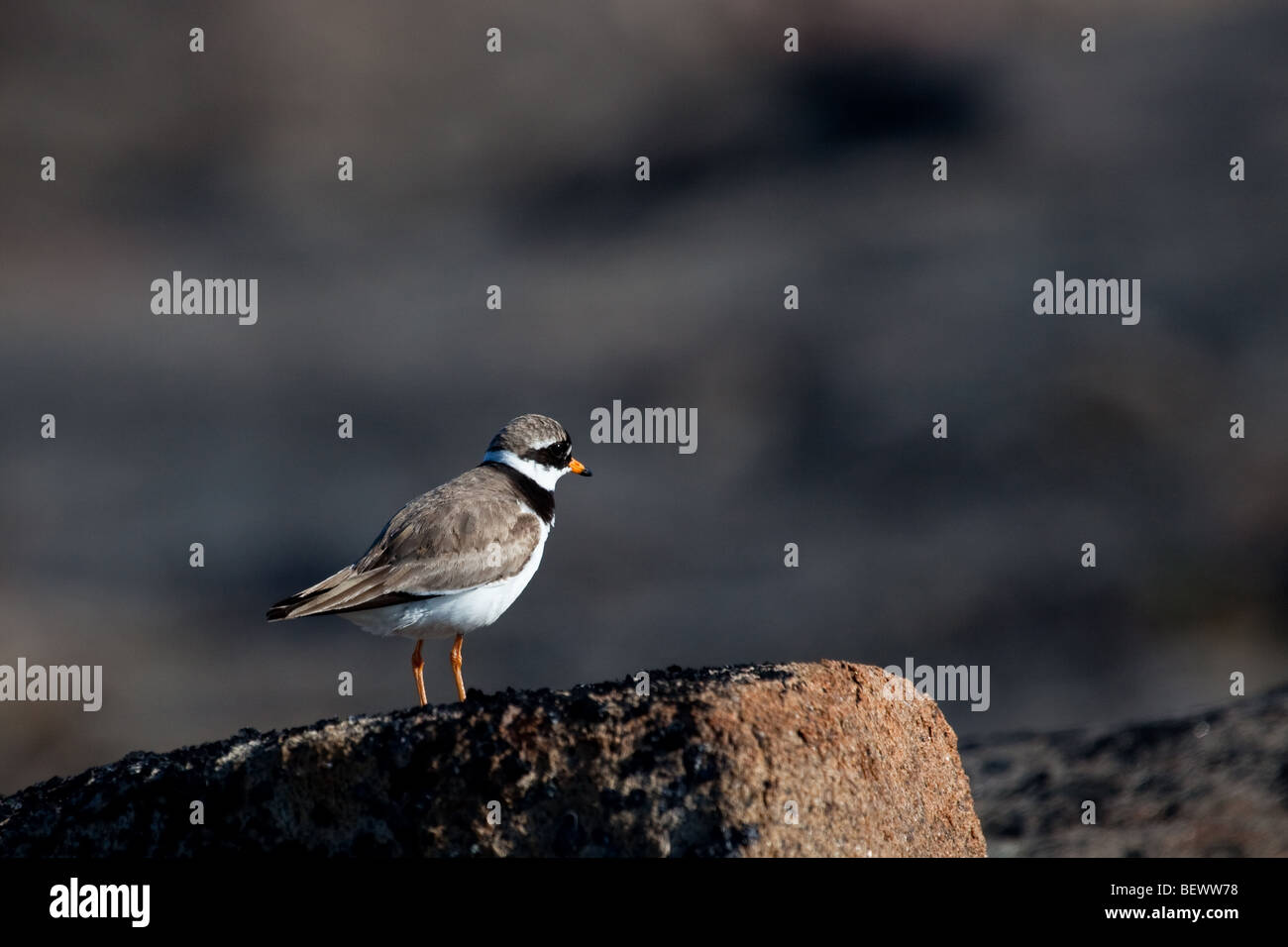 Bird nares hi-res stock photography and images - Alamy