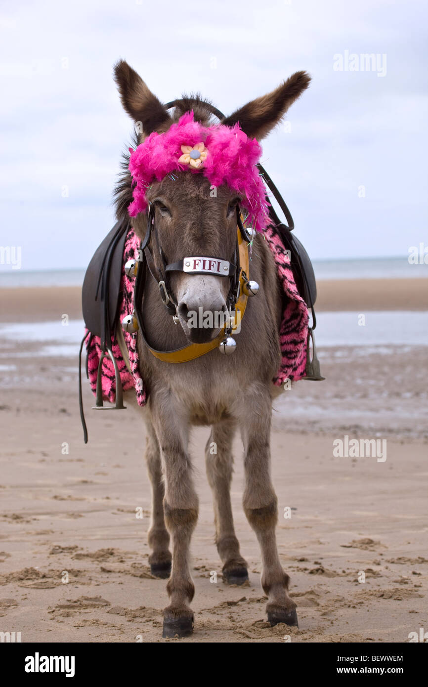 Donkey on Beach at Blackpool England Stock Photo - Alamy