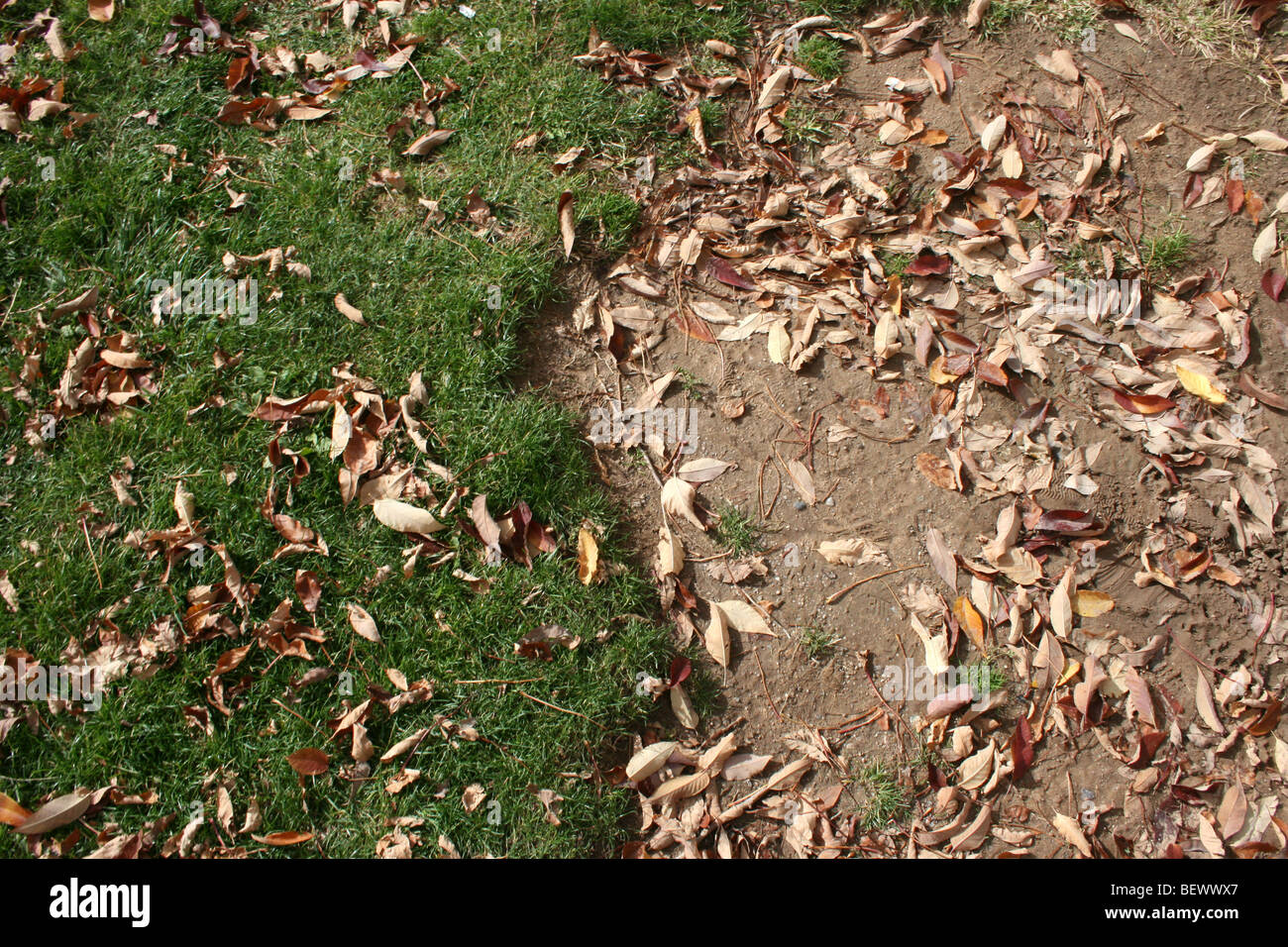 contrast between ground with grass growing, and earth with no grass ...
