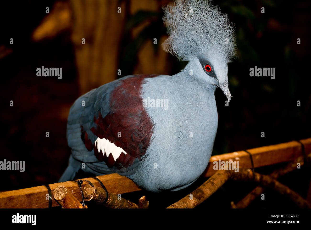 Crowned Pigeon Species High Resolution Stock Photography and Images - Alamy