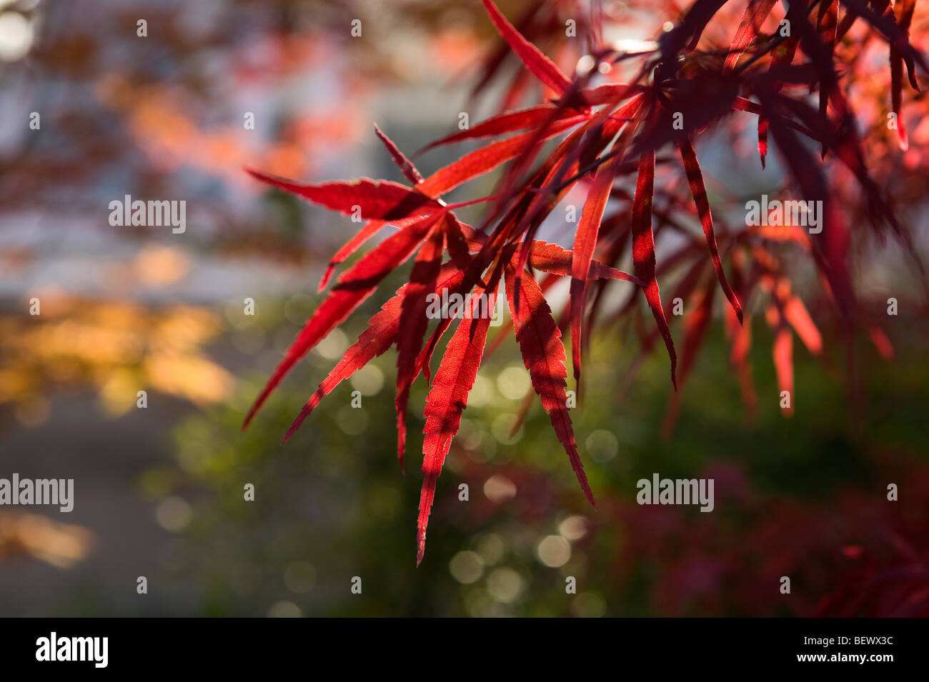 Japanese maple tree Stock Photo - Alamy