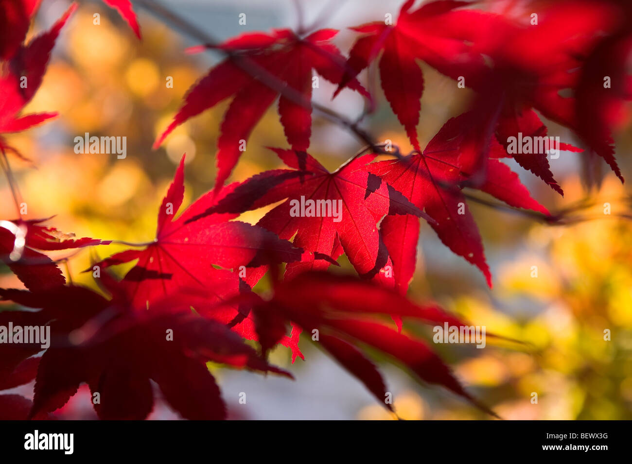 Japanese maple tree Stock Photo - Alamy