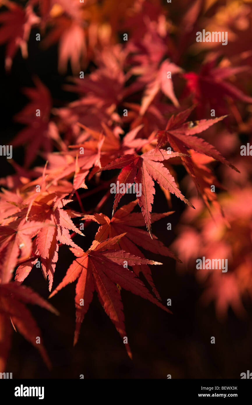 Momiji, Janpanese maple Stock Photo - Alamy
