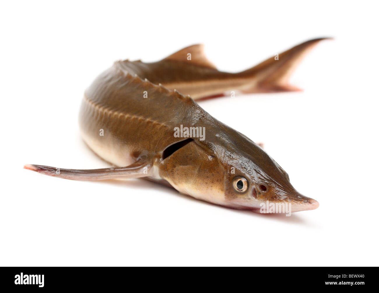 Atlantic sturgeon hi-res stock photography and images - Alamy