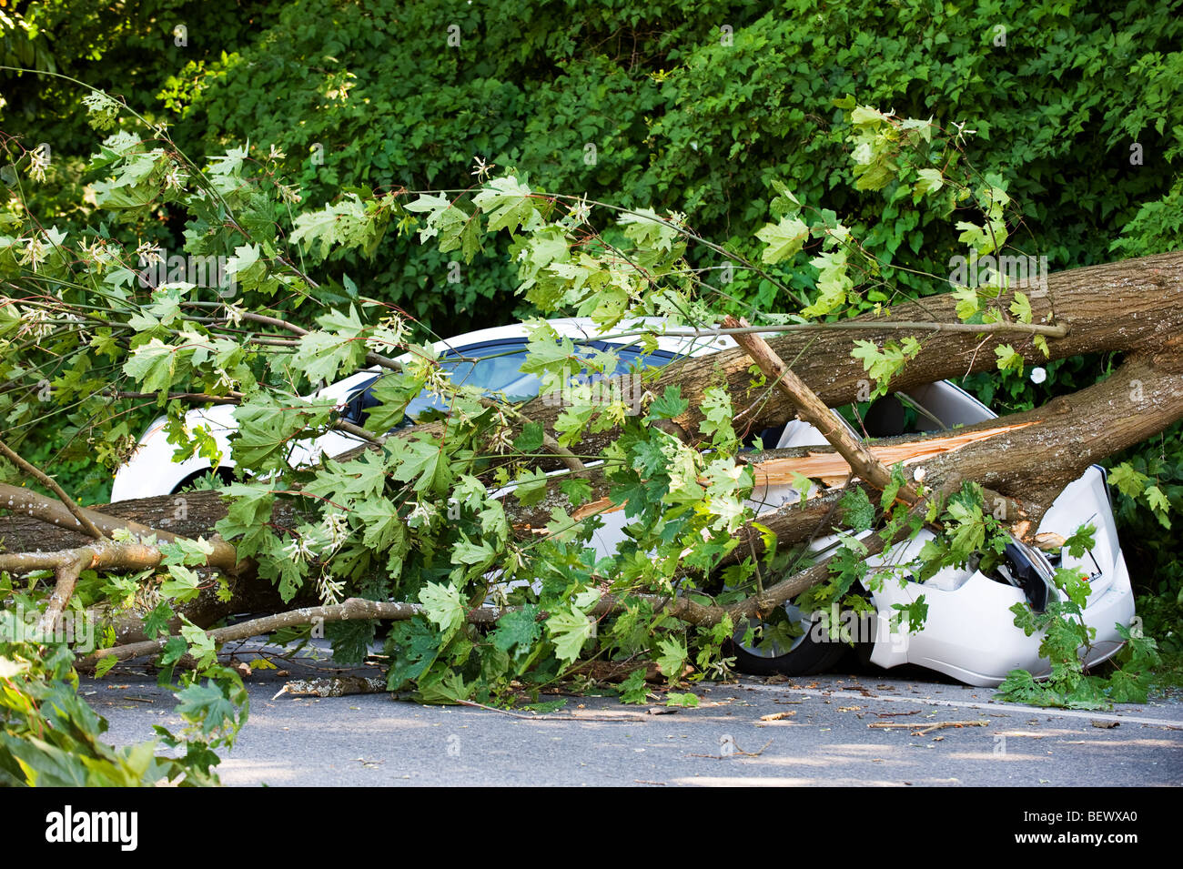 Auto accident tree hi-res stock photography and images - Alamy