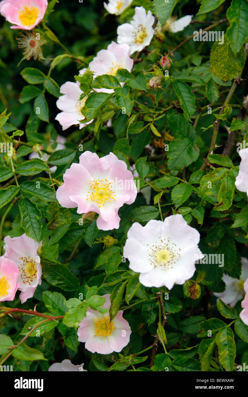 Rosa canina - the Wild or Dog Rose Stock Photo - Alamy