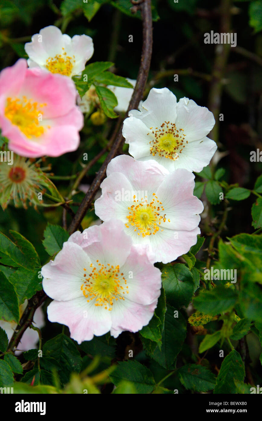 Climbing wild pink rose hi-res stock photography and images - Alamy