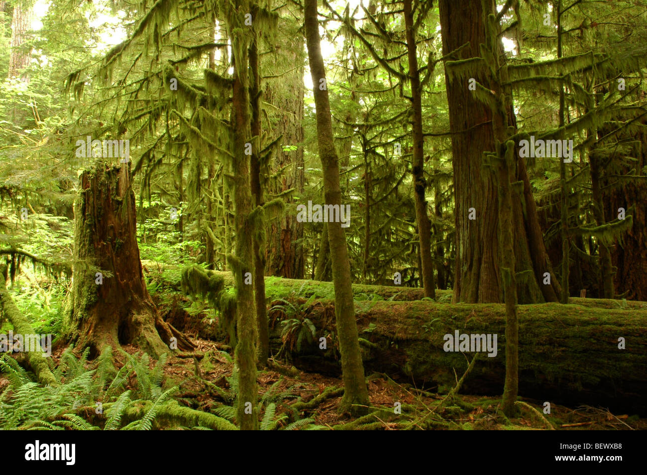 moss and trees in bc forest Stock Photo - Alamy