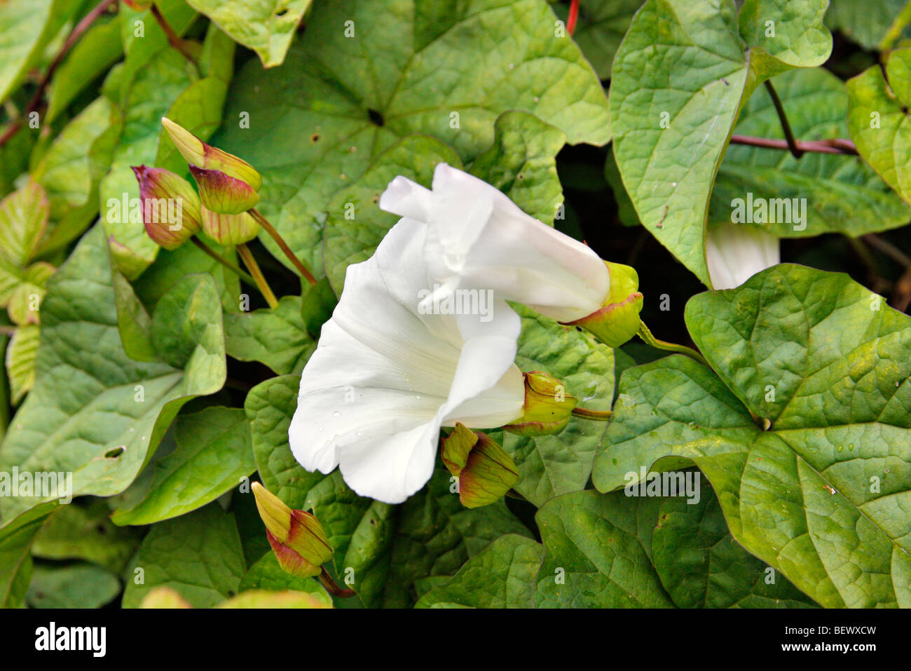 Bindweed hi-res stock photography and images - Alamy