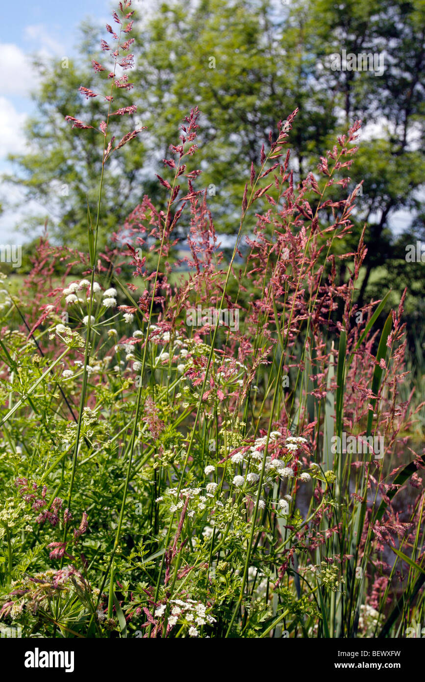 Reed sweet grass glyceria maxima banks grand western canal devon hi-res ...
