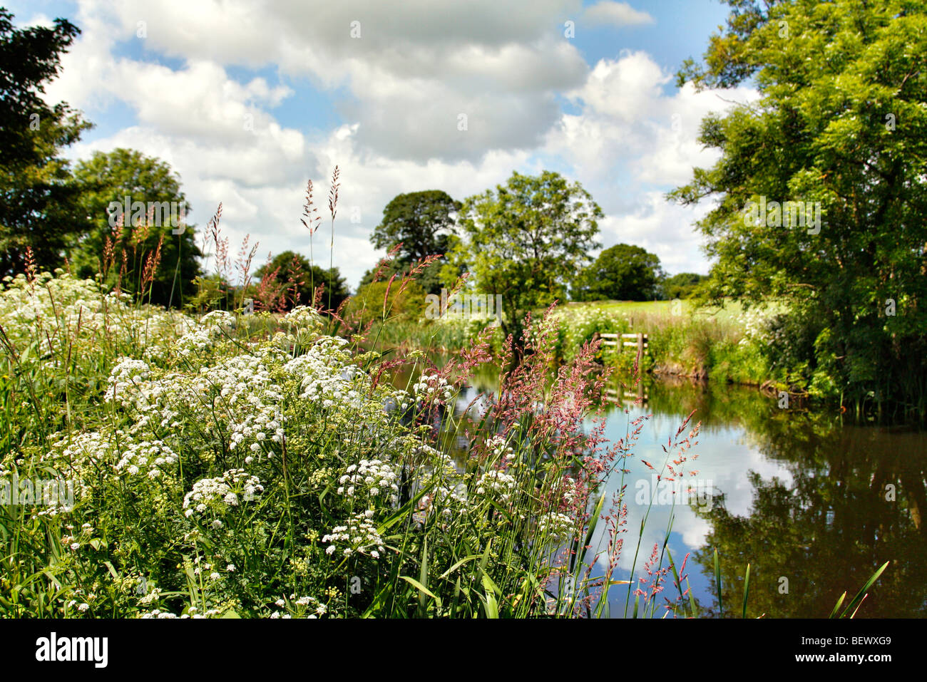 Reed Sweet grass (Glyceria maxima) and Hemlock Water Dropwort (Oenanthe ...
