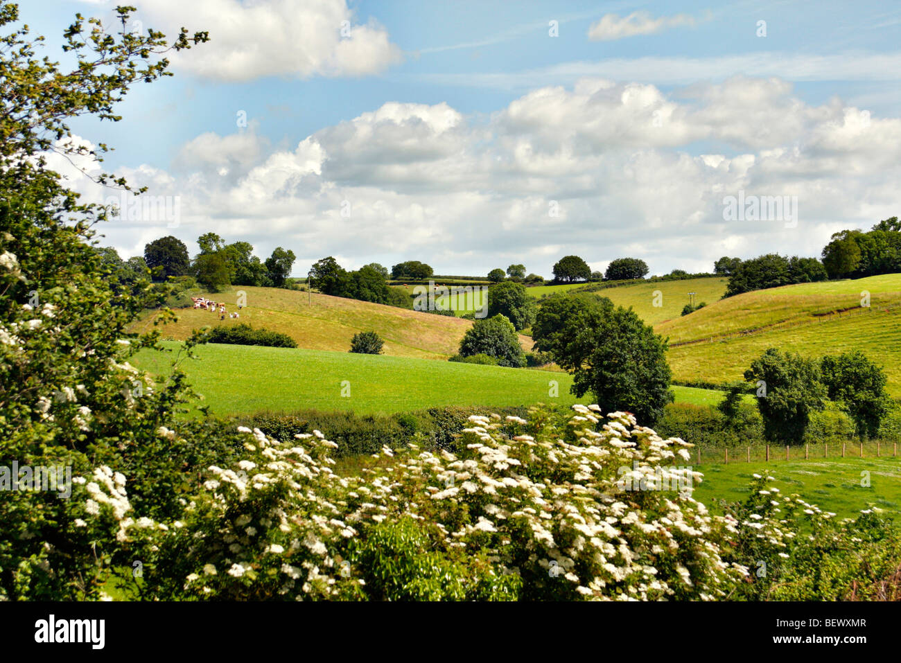 Devon scene hi-res stock photography and images - Alamy