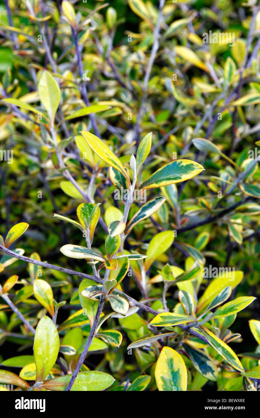Corokia High Resolution Stock Photography and Images - Alamy