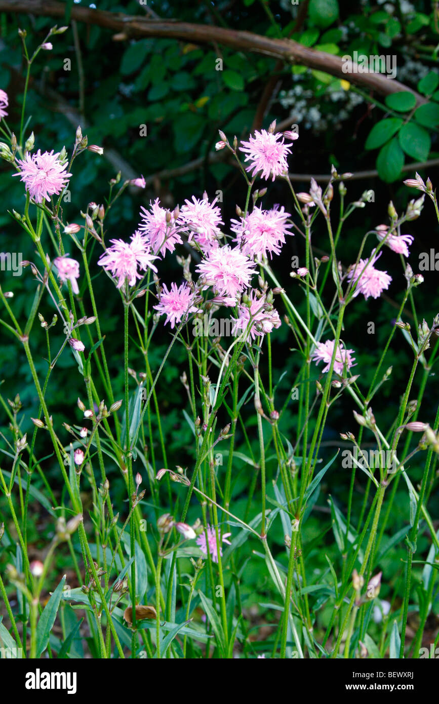 Lychnis flos-cuculi 'Jenny' Stock Photo - Alamy
