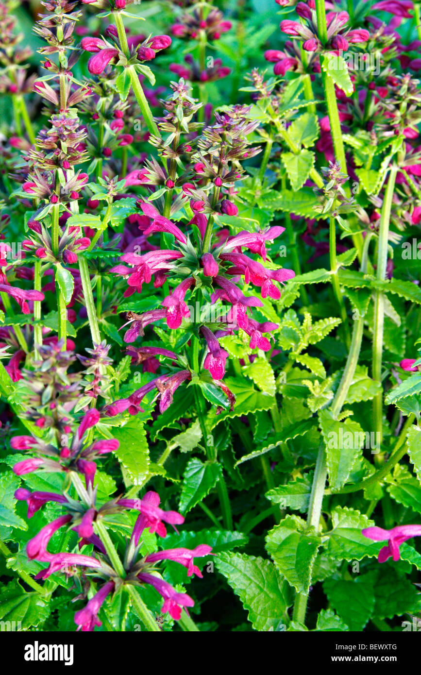Purple Rockery Plant High Resolution Stock Photography and Images - Alamy