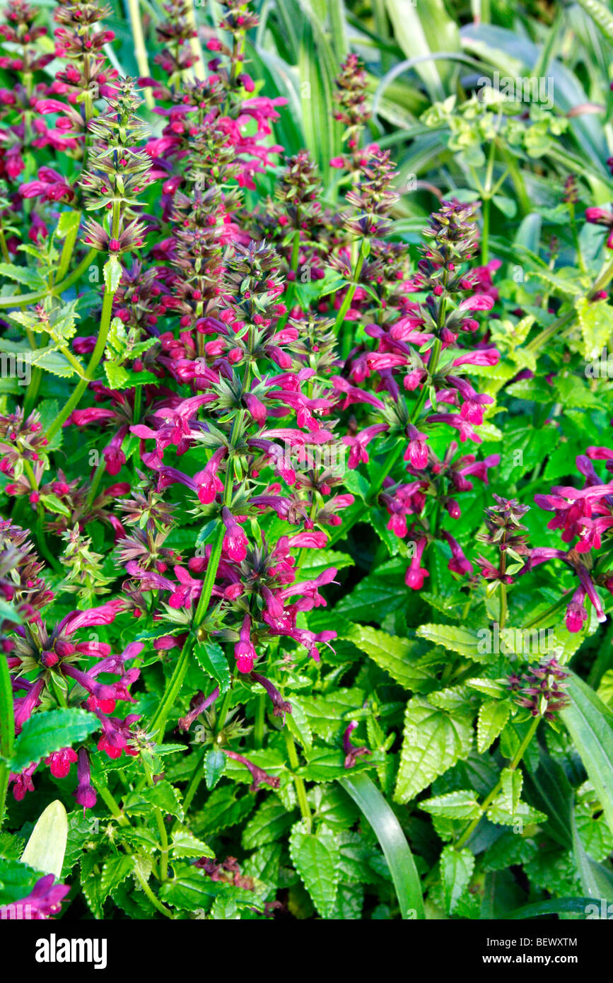 Stachys thunbergii 'Danielle' Stock Photo - Alamy