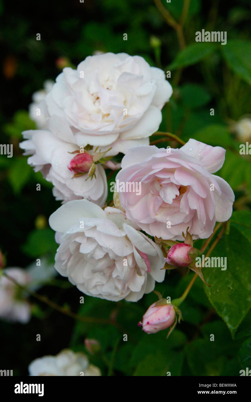 Rose Rosa Blush Rambler High Resolution Stock Photography and Images ...