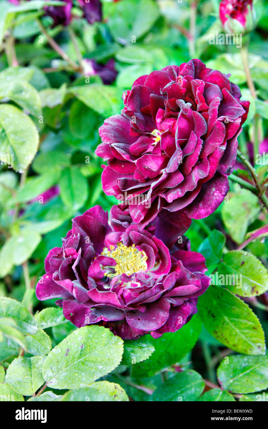 Dove La Felce Rossa Cresce Rubin E Rainie