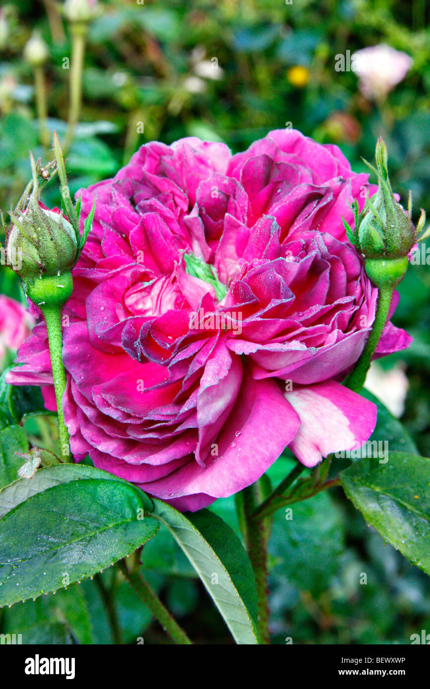 Guiche hi-res stock photography and images - Alamy