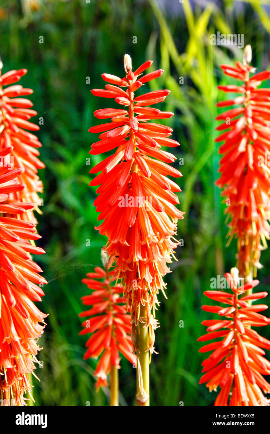 Red kniphofia hi-res stock photography and images - Alamy
