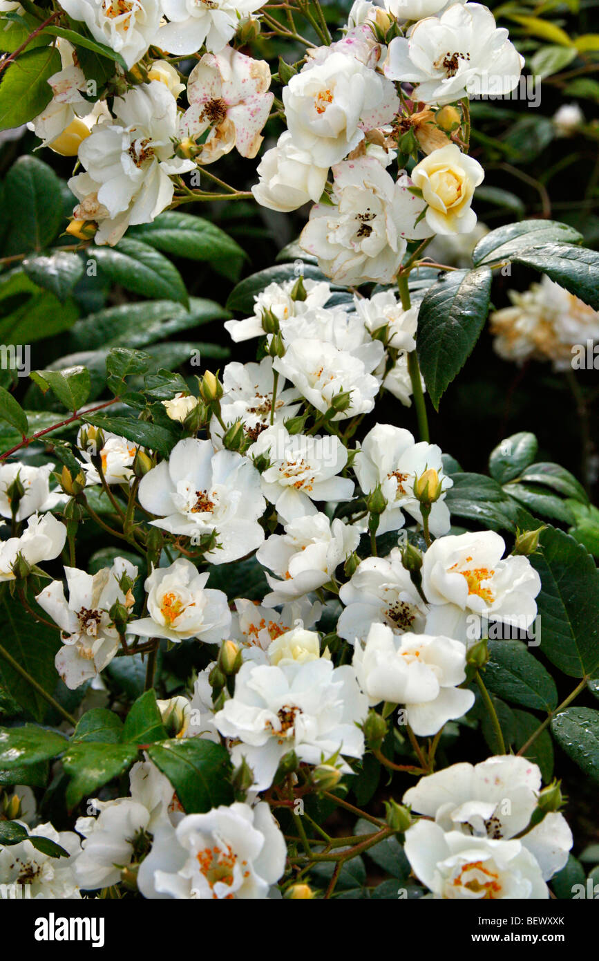 Rosa rambling rector rose hi-res stock photography and images - Alamy