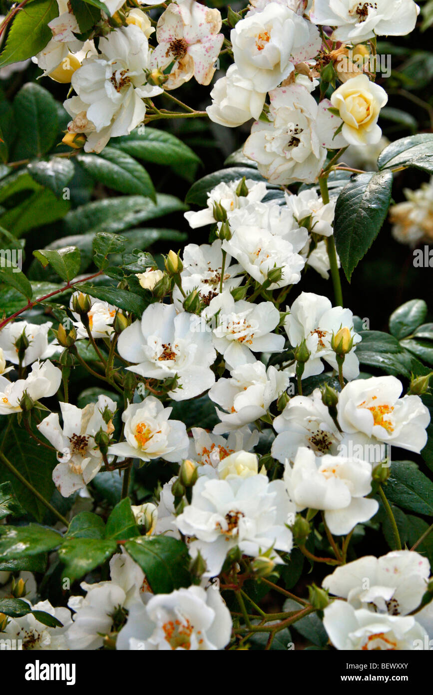 Rosa 'Rambling Rector' AGM Stock Photo - Alamy