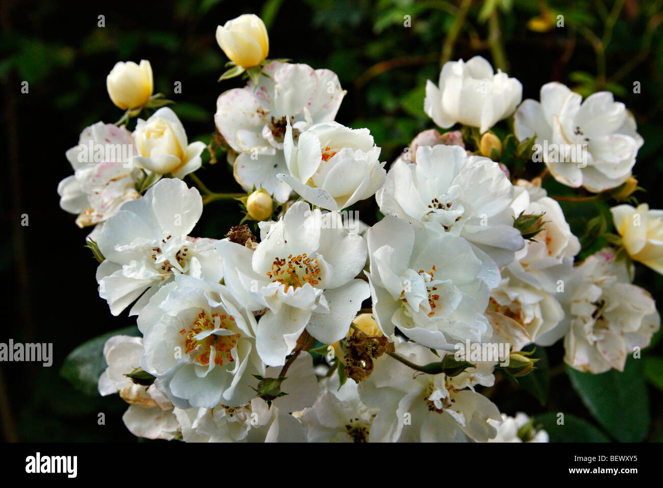 Rosa rambling rector rose hi-res stock photography and images - Alamy
